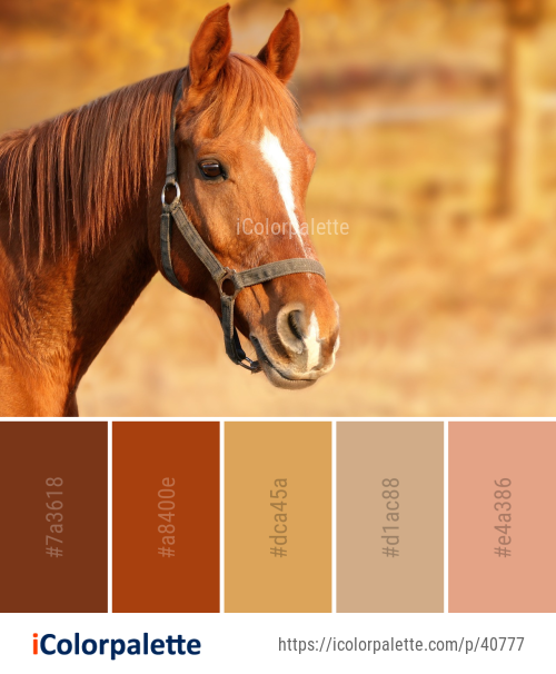 Color Palette Ideas from Horse Halter Bridle Image | iColorPalette