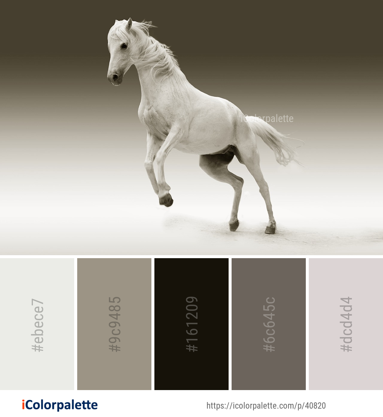 Color Palette Ideas from Horse White Mane Image | iColorPalette