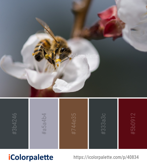 Color Palette Ideas from Honey Bee Insect Image | iColorpalette