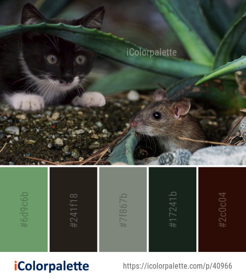 Color Palette Ideas from Mouse Fauna Mammal Image | iColorpalette