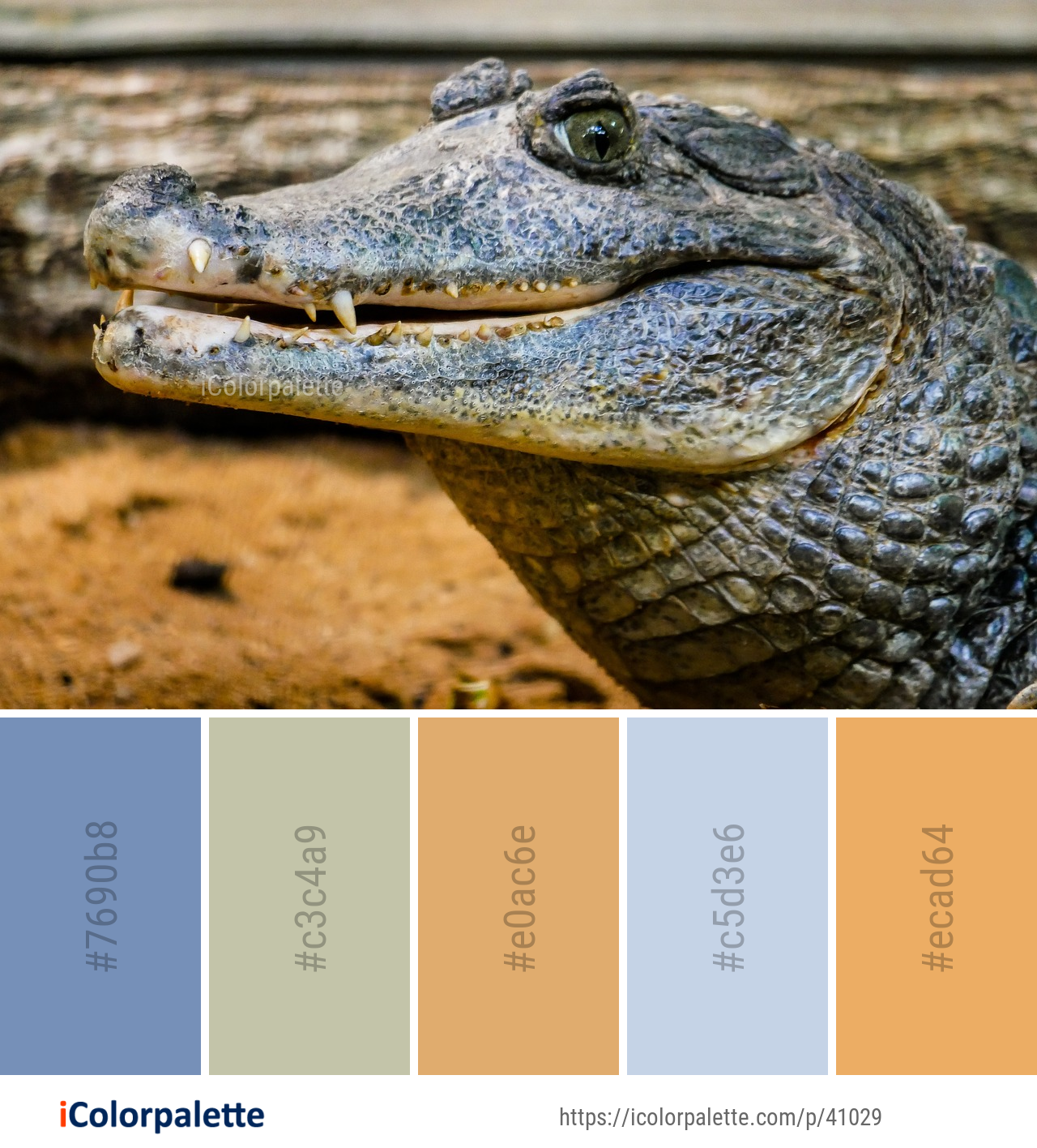 Color Palette Ideas from Crocodilia Reptile Alligator Image | iColorpalette