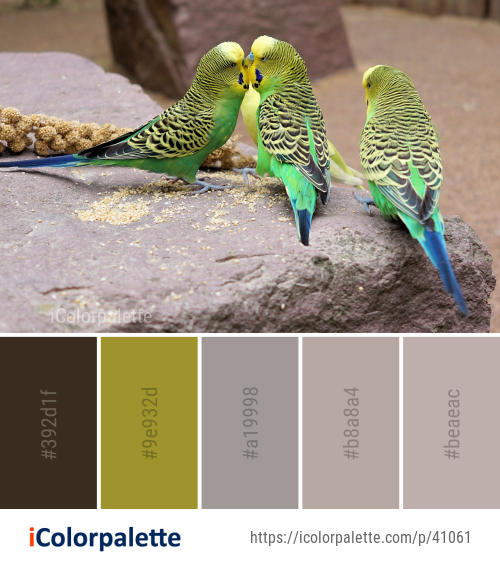 Color Palette Ideas from Common Pet Parakeet Bird Image | iColorpalette