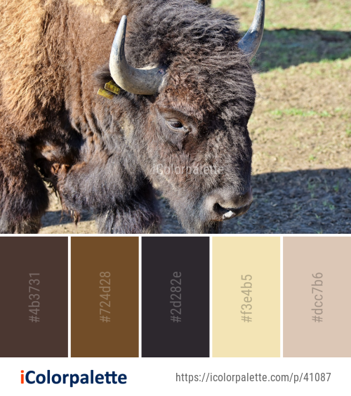 Color Palette Ideas from Horn Cattle Like Mammal Bison Image ...