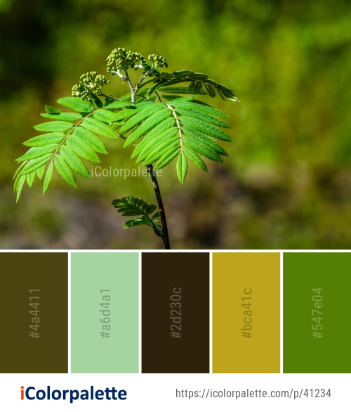 Color Palette Ideas from Vegetation Leaf Plant Image | iColorpalette