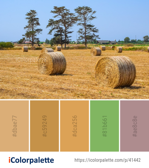Color Palette Ideas from Hay Field Agriculture Image | iColorpalette