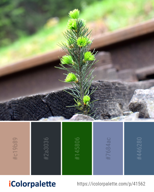 Color Palette Ideas from Plant Tree Pine Family Image | iColorpalette