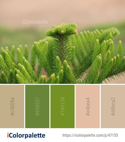 Color Palette Ideas from Vegetation Pine Family Tree Image | iColorpalette