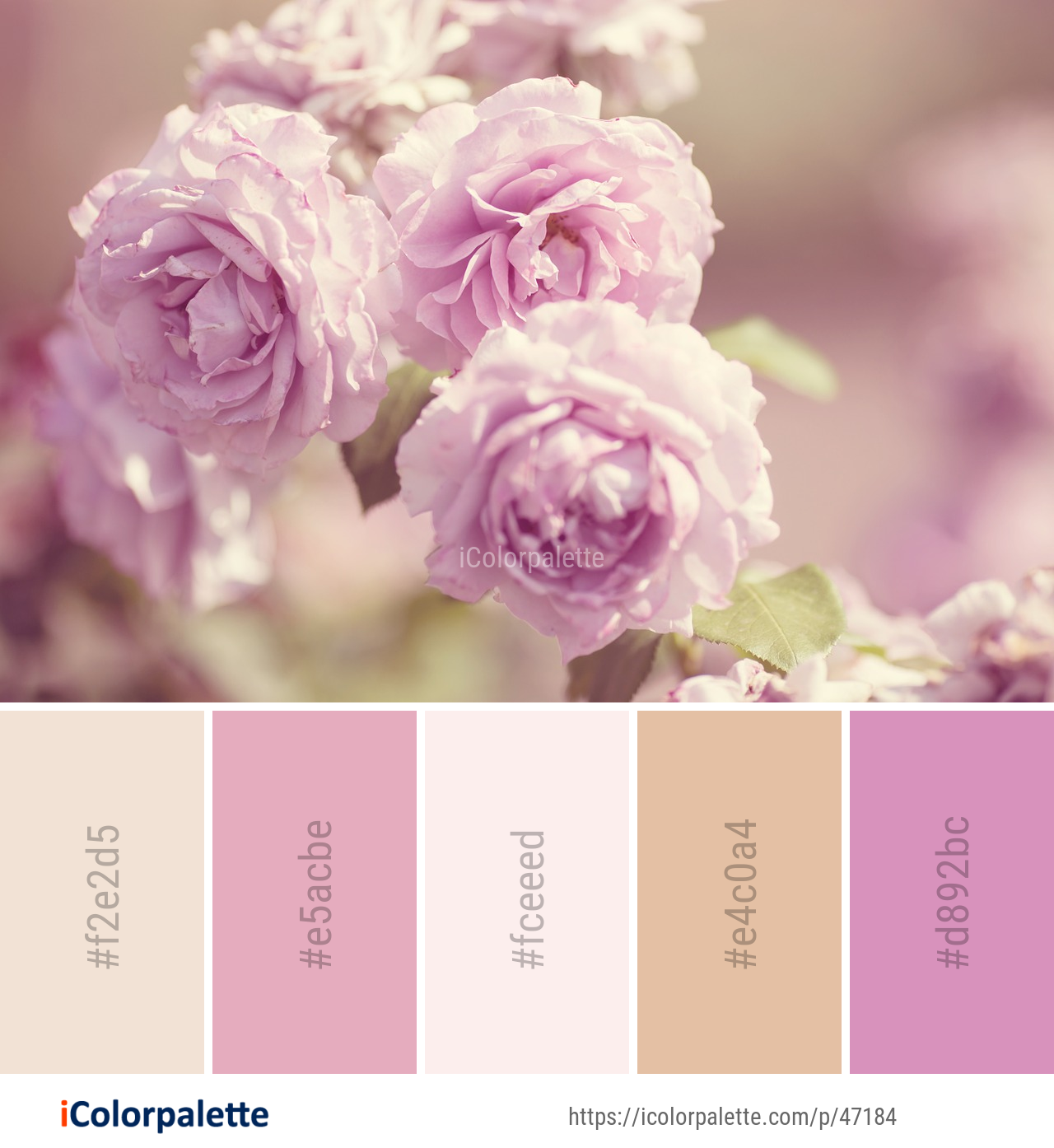Color Palette Ideas from Flower Pink Rose Image | iColorpalette