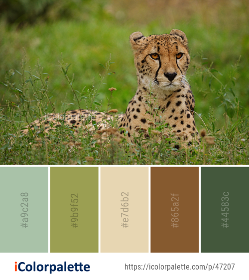 Color Palette Ideas from Cheetah Wildlife Terrestrial Animal Image ...