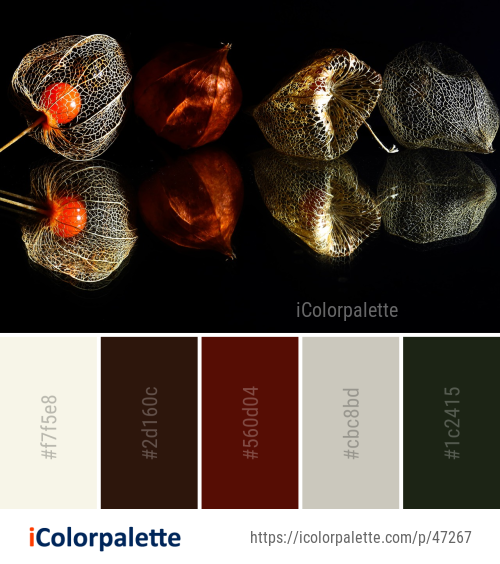 Color Palette Ideas from Still Life Photography Lighting Macro Image ...