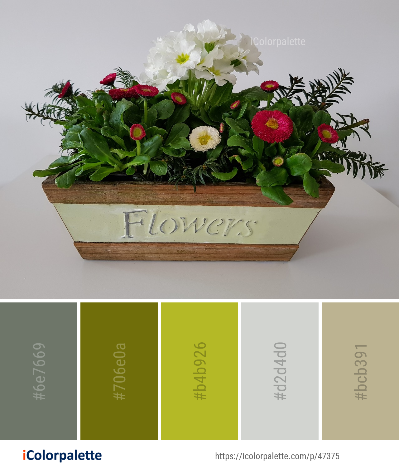 Color Palette Ideas from Flower Plant Flowering Image | iColorpalette