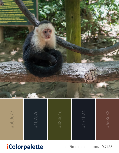 Color Palette Ideas from Mammal New World Monkey Fauna Image ...