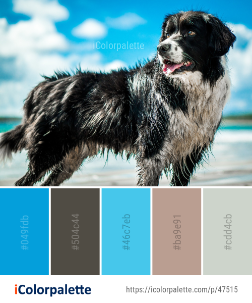 1 Landseer Color Palette ideas in 2025 | iColorpalette