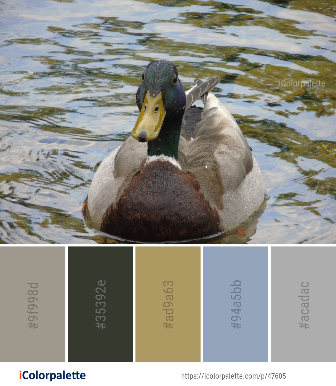 Color Palette Ideas from Duck Bird Water Image | iColorpalette