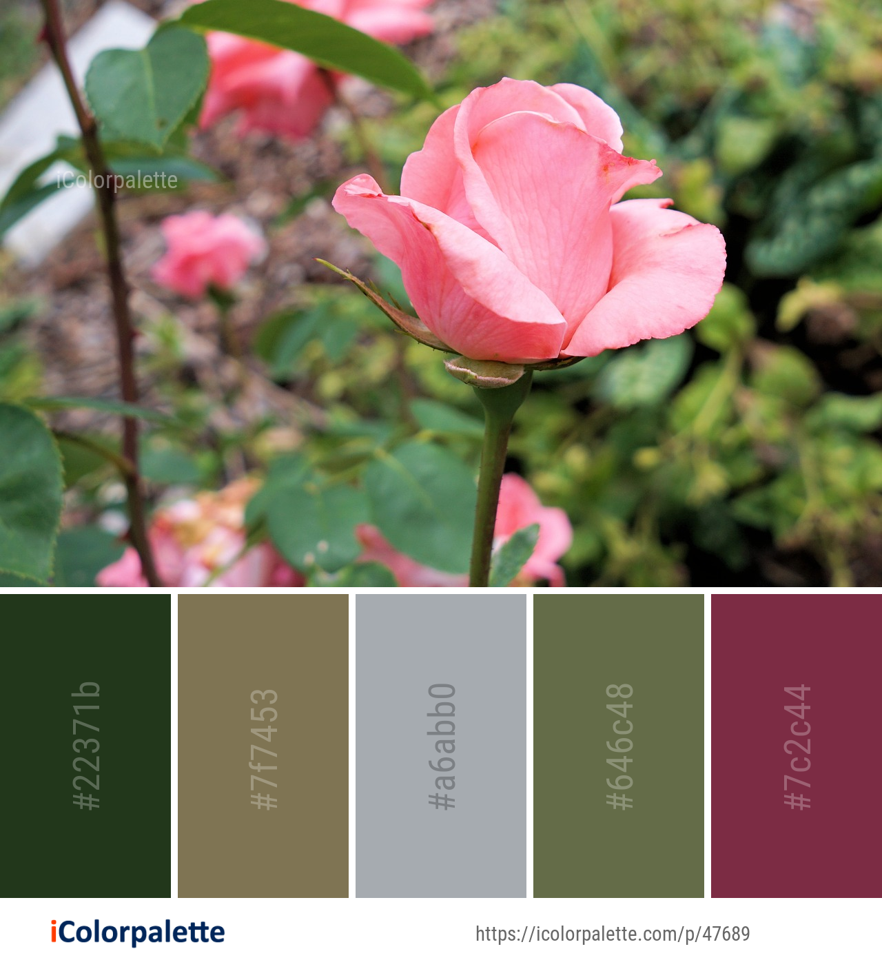 Color Palette Ideas from Flower Rose Family Plant Image | iColorpalette
