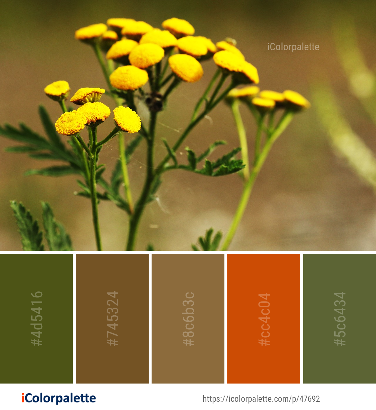 13+ Common Tansy Color Palette ideas in 2025 | iColorPalette