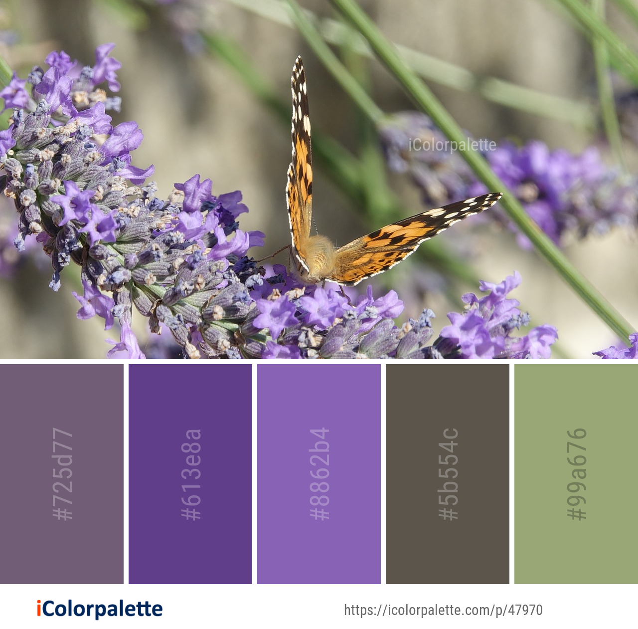 Color Palette Ideas from Butterfly Lavender Flower Image | iColorpalette