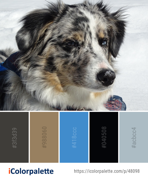 Color Palette Ideas from Dog Breed Like Mammal Image | iColorpalette
