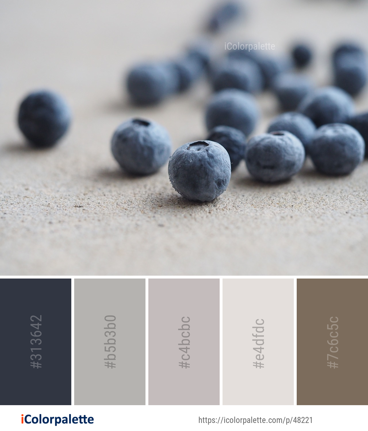 Color Palette Ideas from Blueberry Berry Bilberry Image | iColorpalette