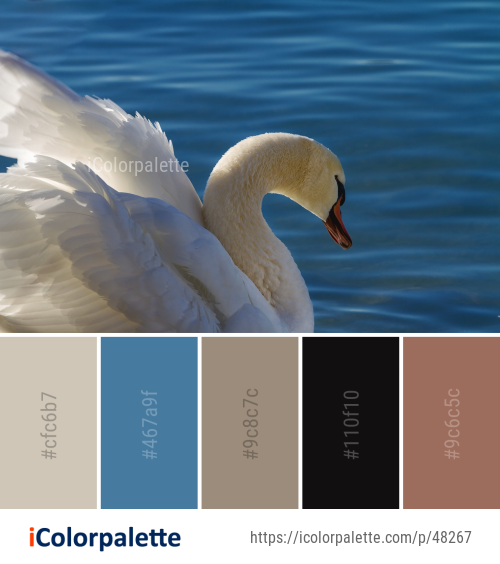 Color Palette Ideas from Swan Bird Water Image | iColorpalette