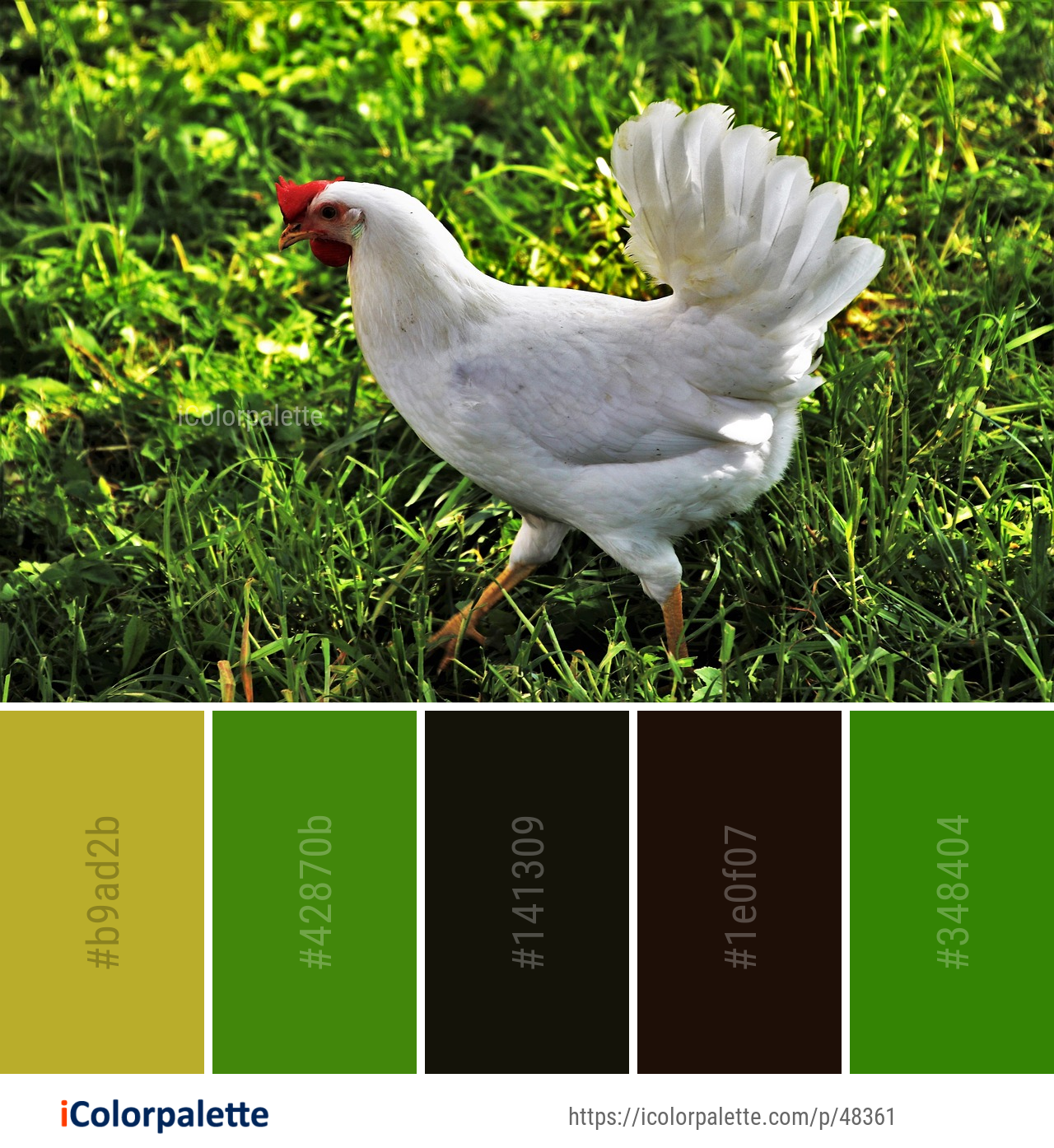 Color Palette Ideas from Chicken Bird Galliformes Image | iColorpalette
