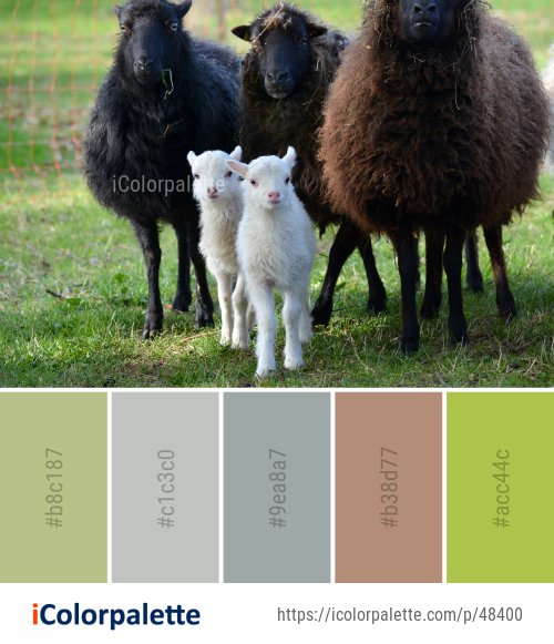Color Palette Ideas from Sheep Grass Image | iColorpalette