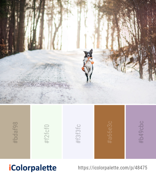 Color Palette Ideas from Snow Tree Winter Image | iColorpalette