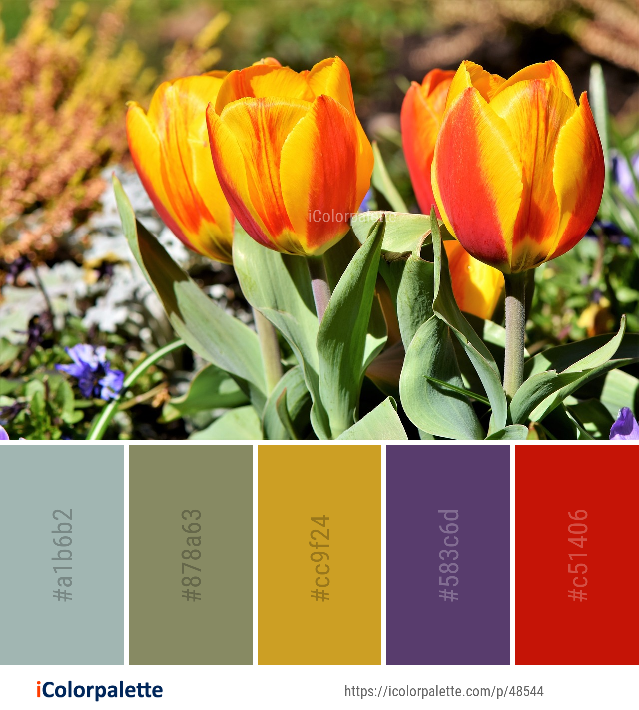 Color Palette Ideas from Flower Plant Tulip Image | iColorpalette