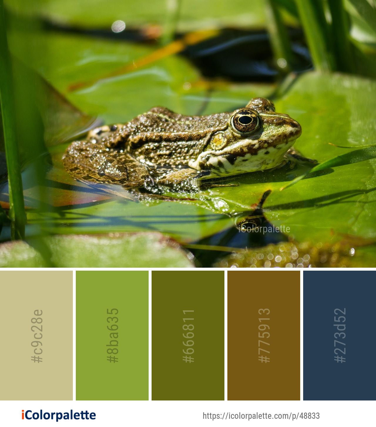 Color Palette Ideas from Ranidae Toad Amphibian Image | iColorpalette