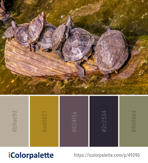 Color Palette Ideas from Emydidae Turtle Reptile Image | iColorpalette