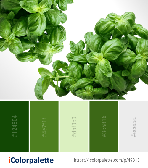 Color Palette Ideas from Basil Vegetable Plant Image | iColorpalette