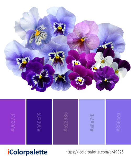 Color Palette Ideas from Flower Flowering Plant Violet Image ...