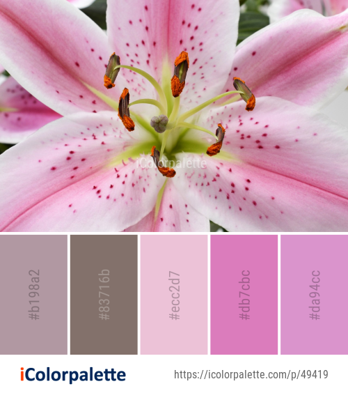 435 Lily Color Palette ideas in 2025 | iColorpalette