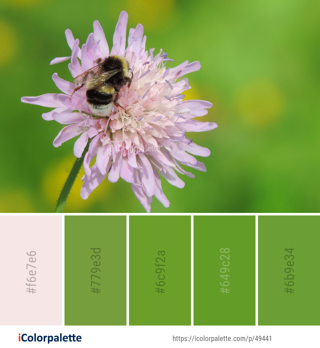 Color Palette Ideas from Flower Honey Bee Image | iColorpalette