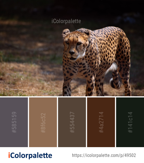 Color Palette Ideas from Cheetah Wildlife Terrestrial Animal Image ...