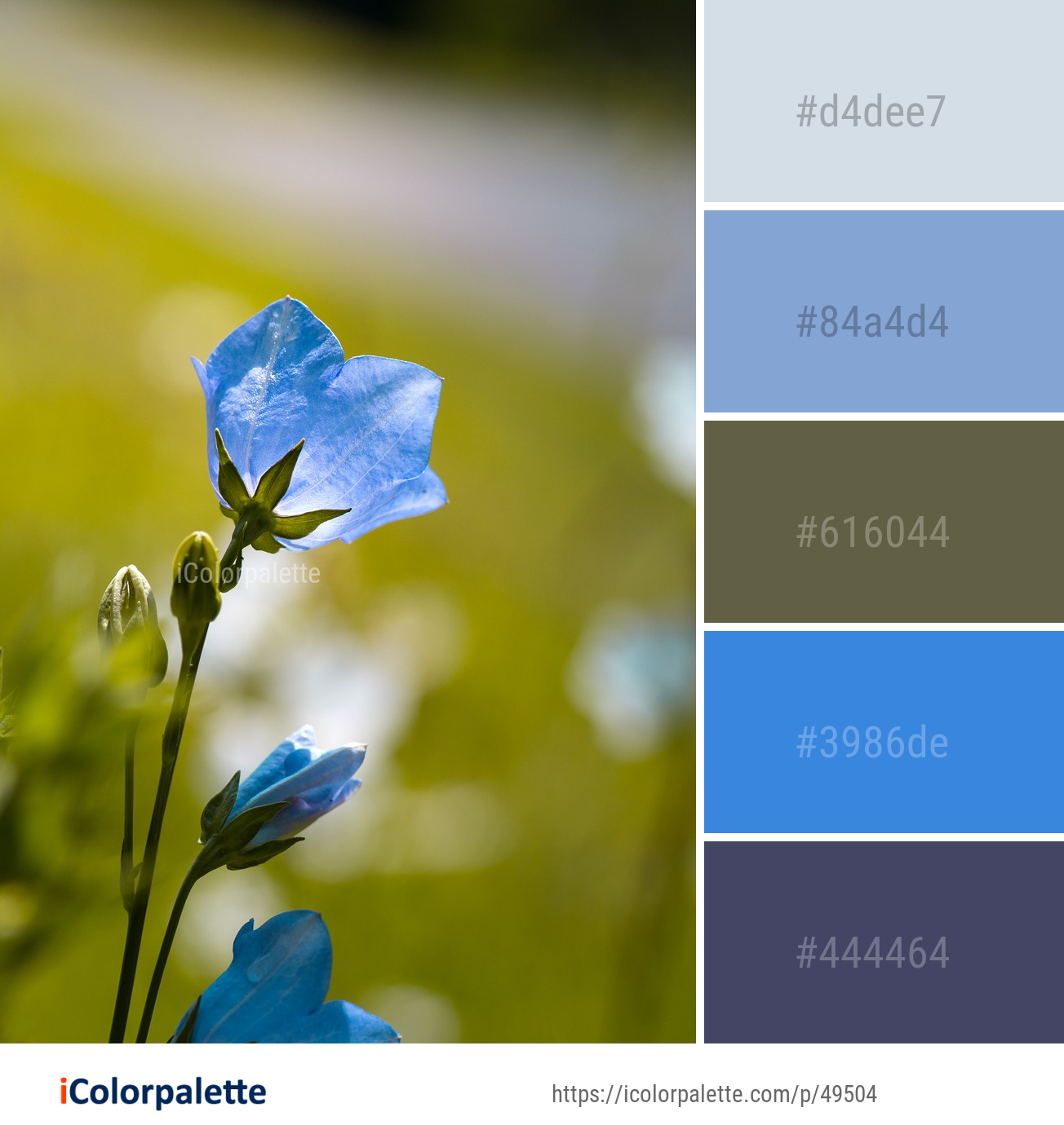 Color Palette Ideas from Blue Flower Flora Image | iColorpalette