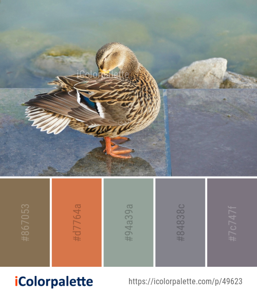 Color Palette Ideas from Bird Duck Mallard Image | iColorpalette