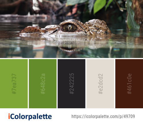 Color Palette Ideas from Water Reflection Reptile Image | iColorpalette