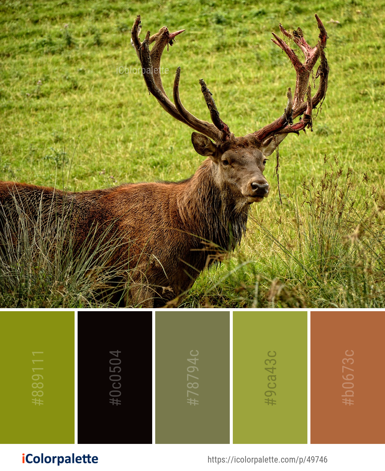 Color Palette Ideas from Wildlife Deer Fauna Image | iColorpalette