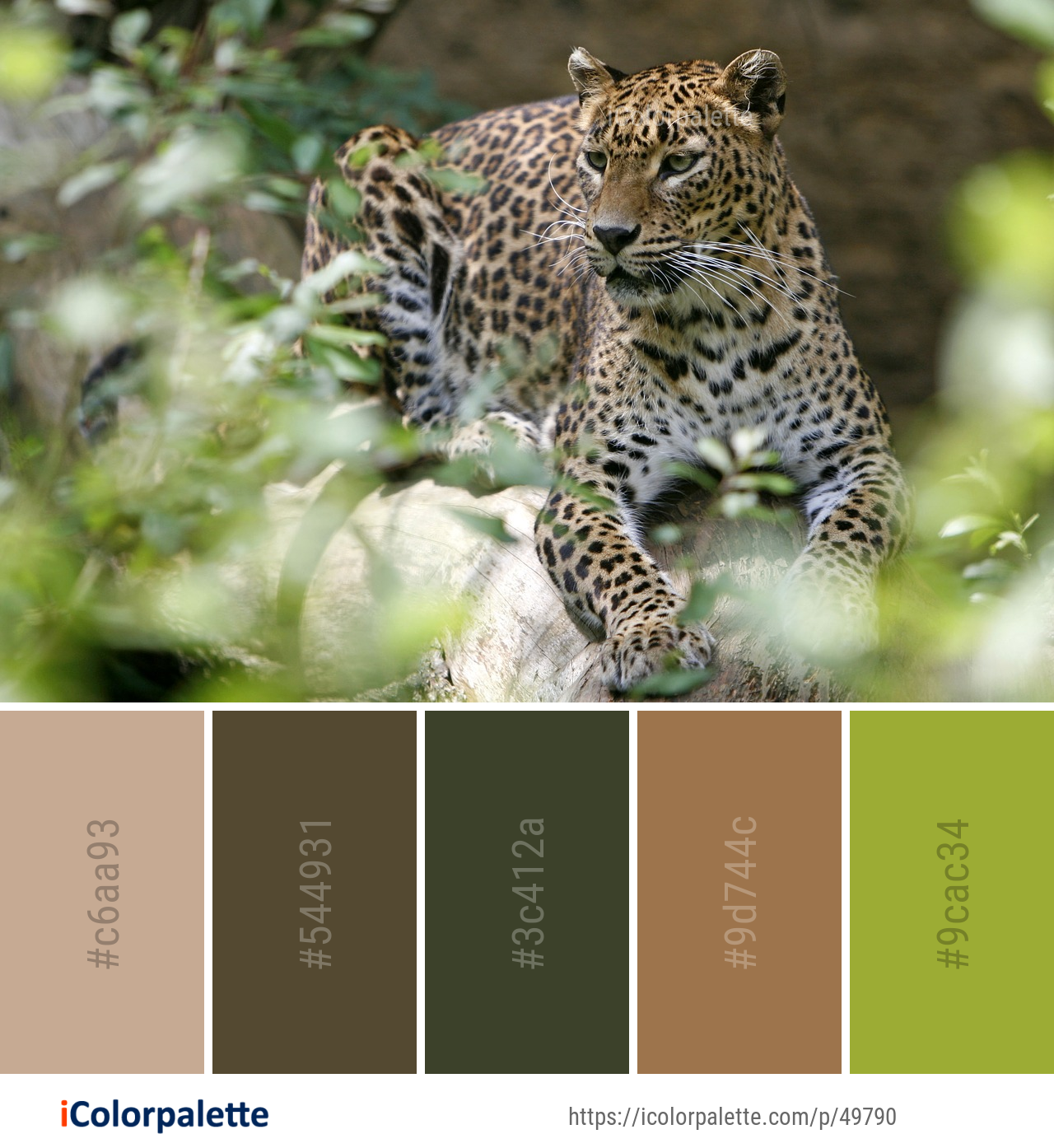 Color Palette Ideas from Leopard Wildlife Terrestrial Animal Image ...