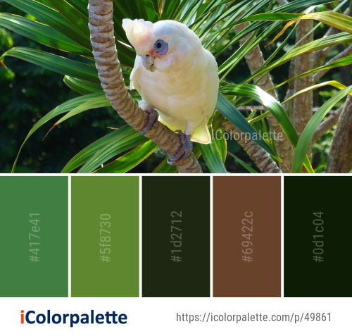 Color Palette Ideas from Bird Parrot Fauna Image | iColorpalette