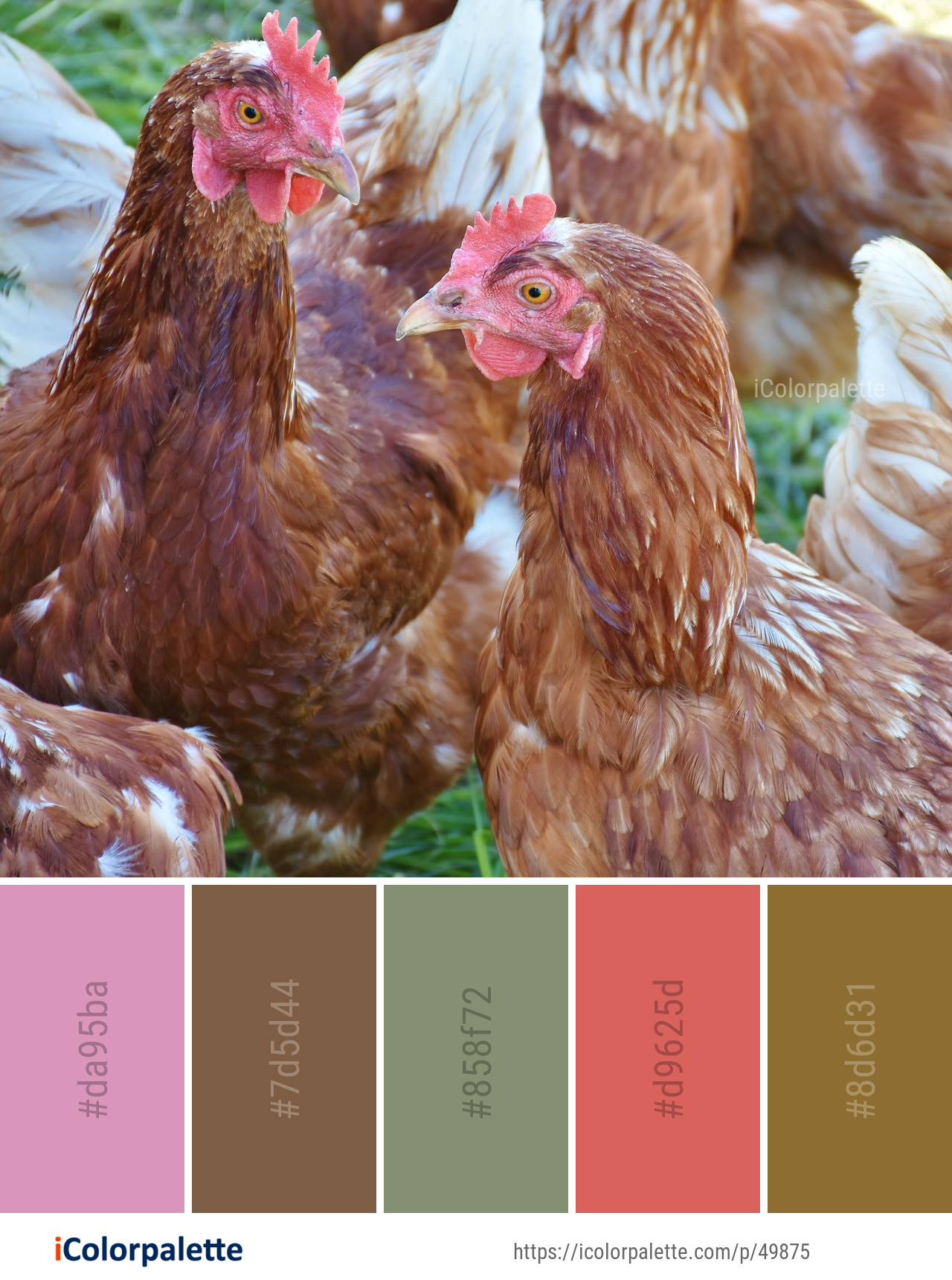 Color Palette Ideas from Chicken Galliformes Beak Image | iColorpalette