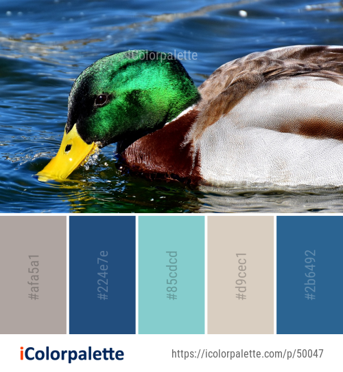 Color Palette Ideas from Bird Duck Mallard Image | iColorpalette