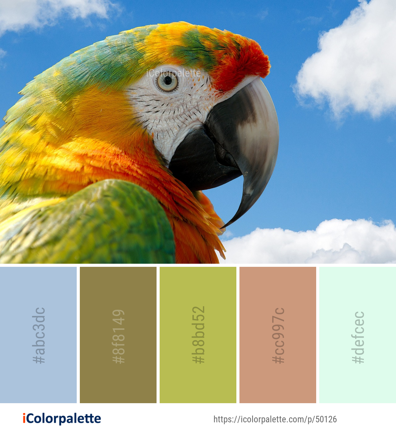 Color Palette Ideas from Beak Bird Parrot Image | iColorpalette