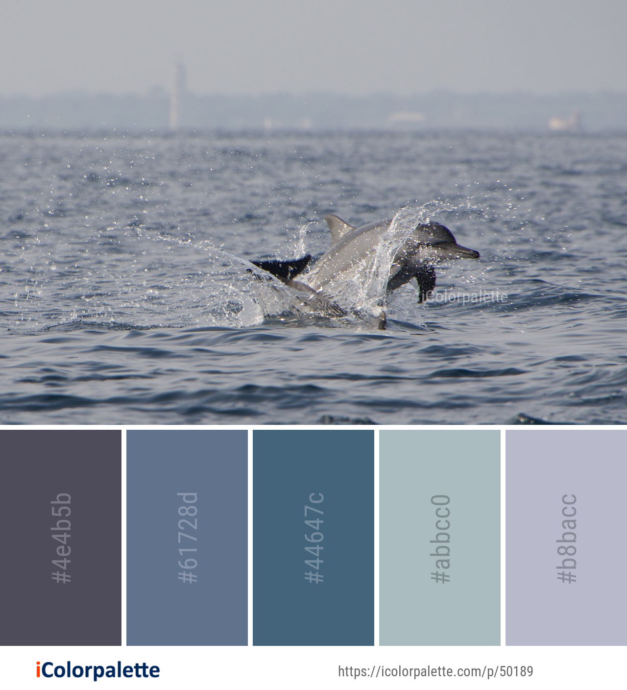 Color Palette Ideas from Water Marine Mammal Dolphin Image | iColorpalette