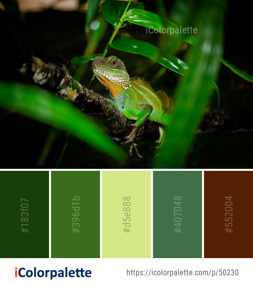 Color Palette Ideas from Reptile Fauna Amphibian Image | iColorPalette