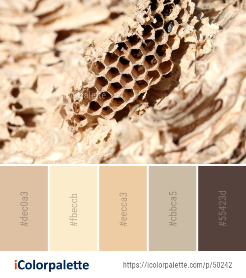 Color Palette Ideas from Honeycomb Membrane Winged Insect Invertebrate ...