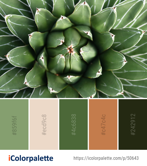 Color Palette Ideas from Plant Vegetation Cactus Image | iColorpalette