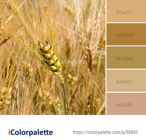 Color Palette Ideas from Food Grain Wheat Cereal Image | iColorpalette