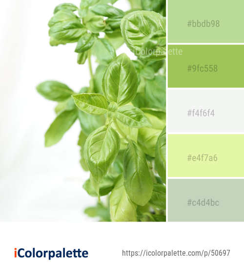 Color Palette Ideas from Plant Basil Leaf Image | iColorpalette
